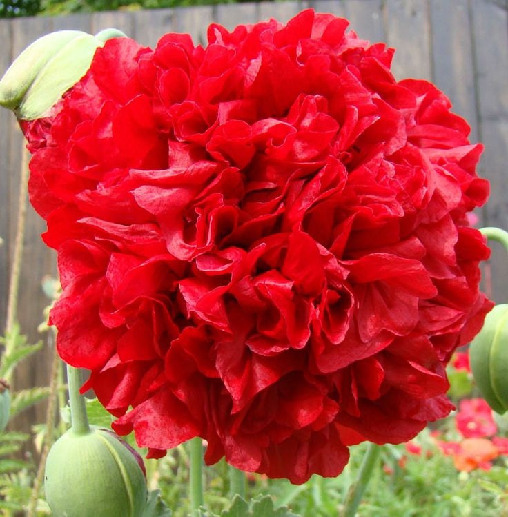 Peony POPPY Seeds Red GIANT DOUBLE Seeds Poppy Papaver
