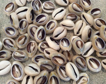 Unique conch shell related items | Etsy