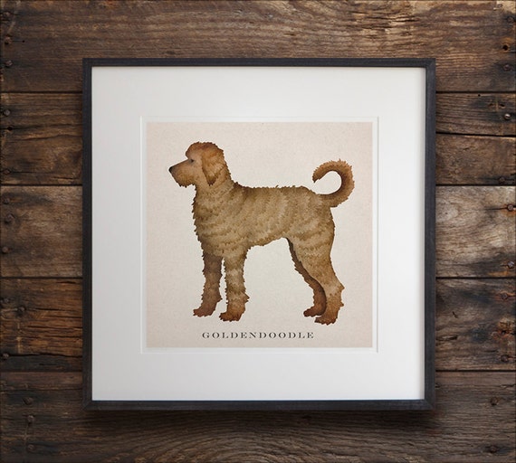 FRAMED Goldendoodle Labradoodle Doodle graphic art pigment