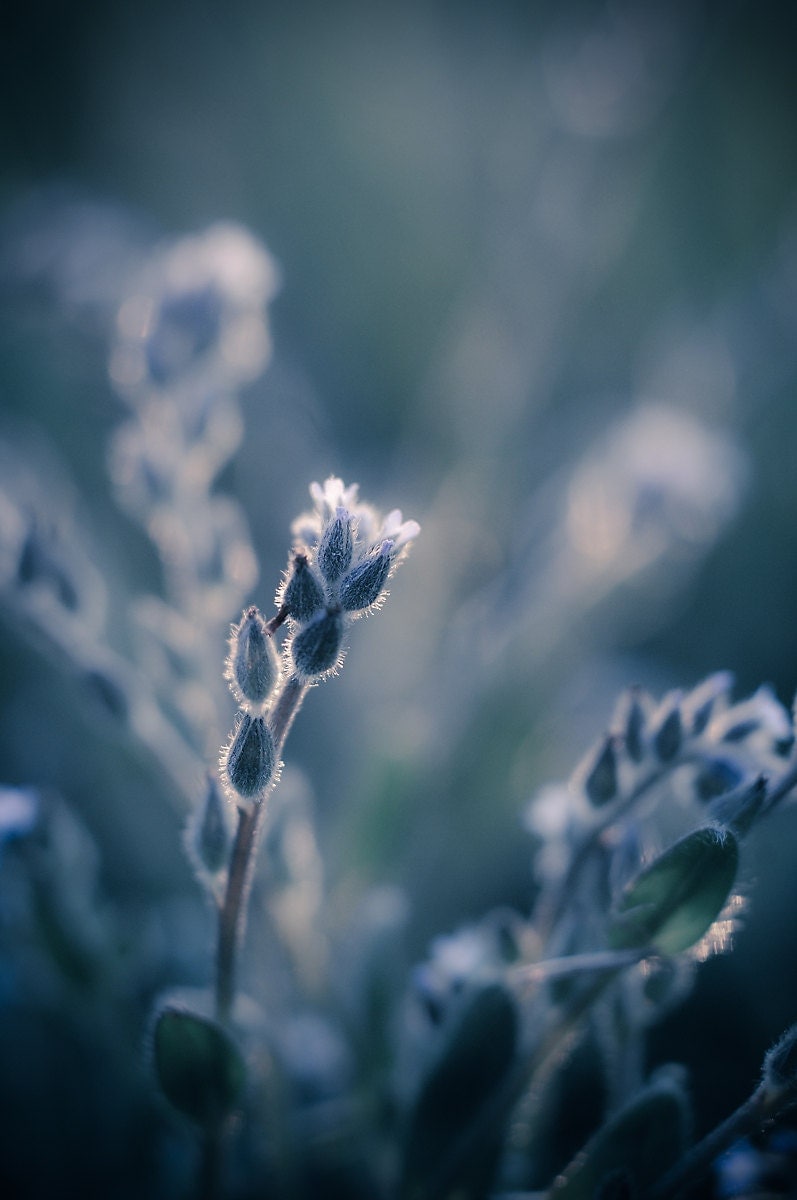Ethereal Blue Photograph Dreamy Nature Picture Vertical