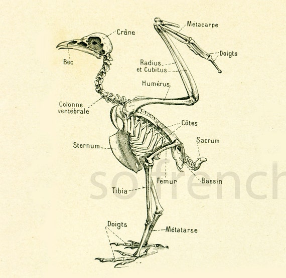 Aves en 1922 anatomía esqueleto gallina gallo. Tablero