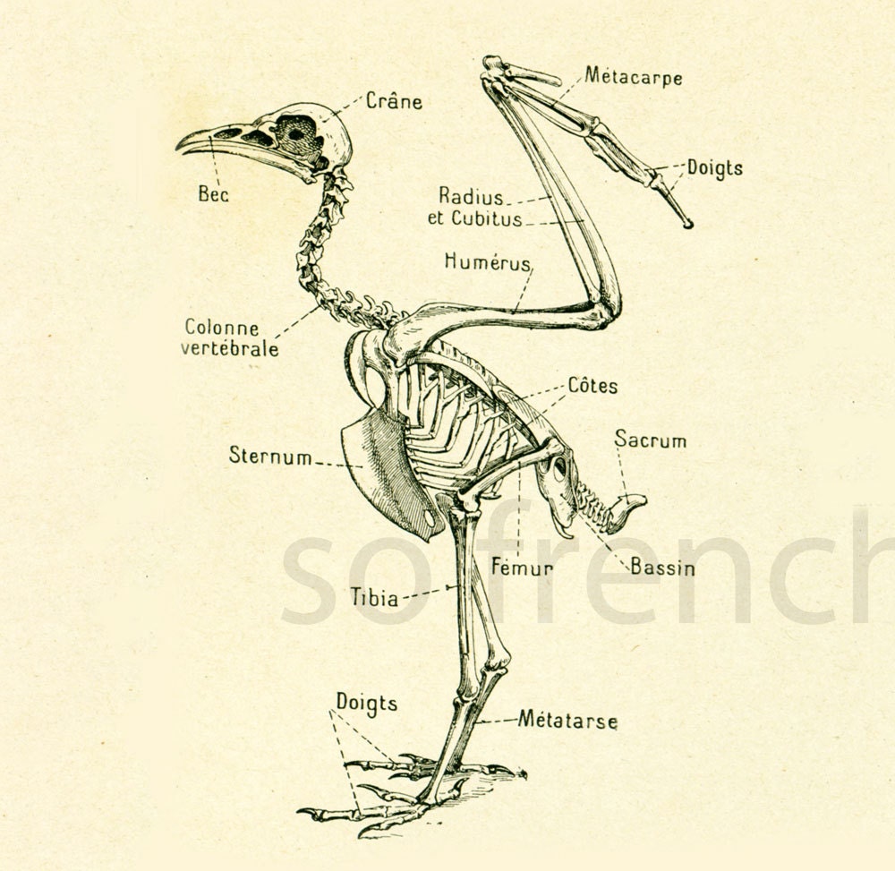 1922 Antique Bird Anatomy. Vintage Hen Skeleton by sofrenchvintage