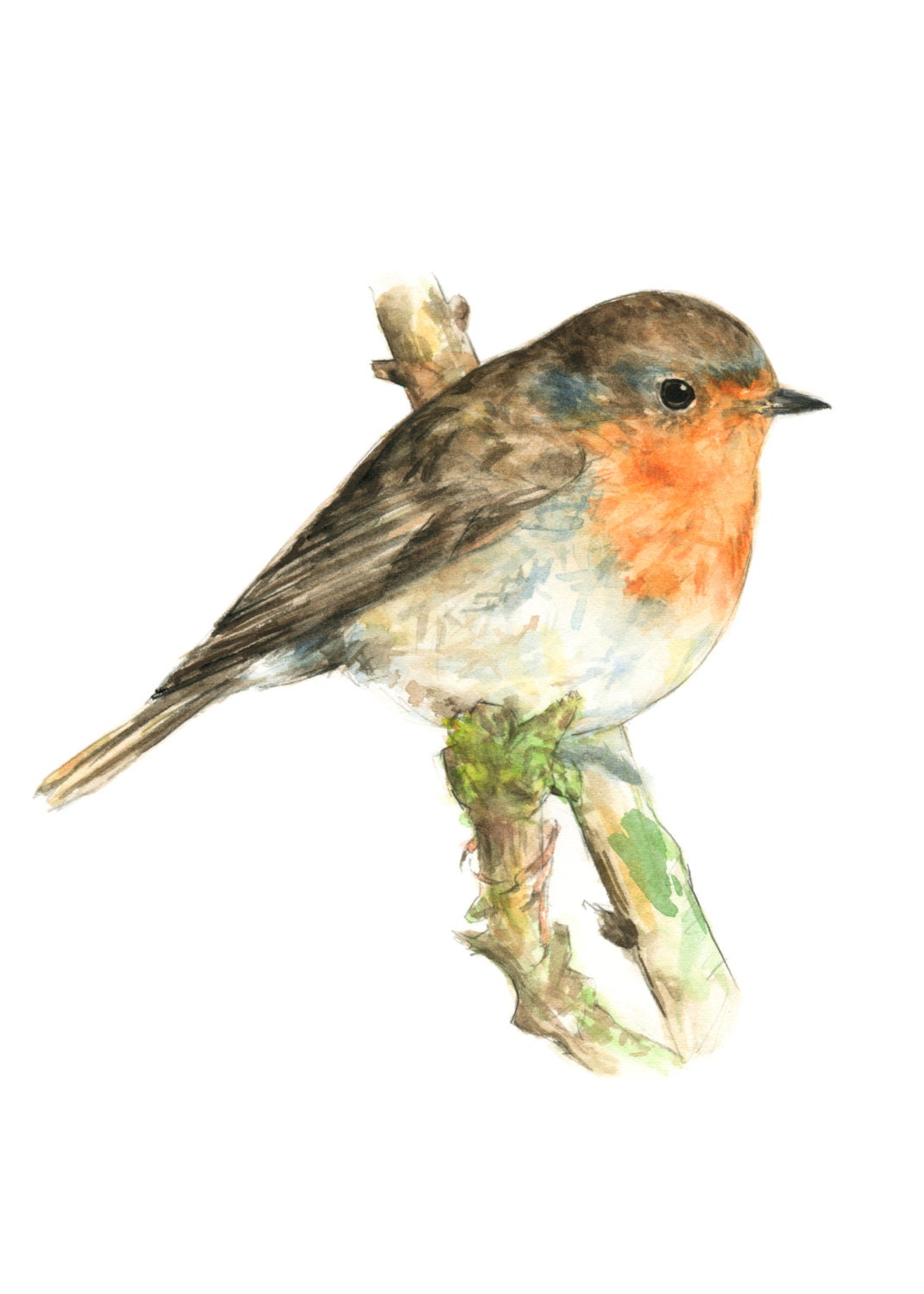 Robin Aquarelle Aquarelle oiseau impression 5 x 7 pouces