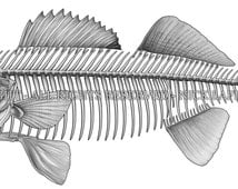 Popular items for walleye art on Etsy