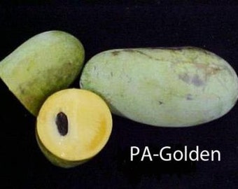Pawpaw | Etsy