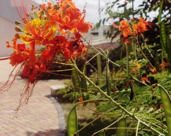 Pride of barbados | Etsy