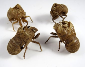 Cicada shells | Etsy