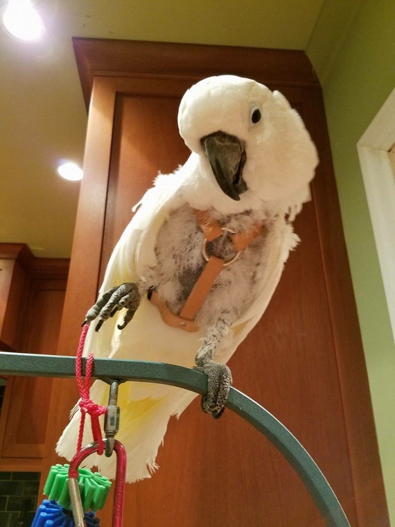 Bird Harness XL Macaw/Cockatoo Leash and Case by Leathers4Feathers