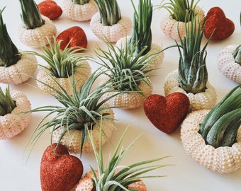 Shell arrangements | Etsy