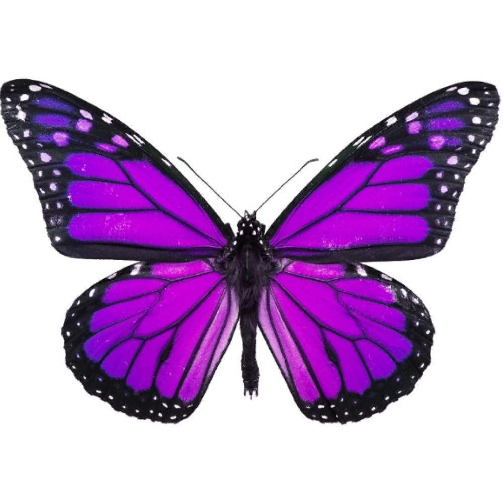 The Fuchsia Butterfly by TheFuchsiaButterfly on Etsy