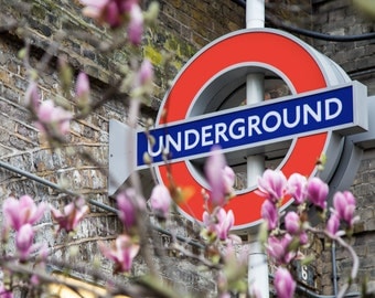 London Photography Magnolia Notting Hill Pink Blossom