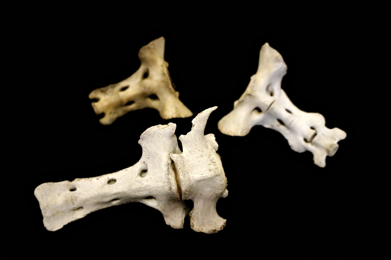 Real Goat Vertebrae Animal Bone Sacrum Set of 3 by Mediterraneon