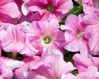 We offer many kinds of flower and garden seeds by nurseryseeds