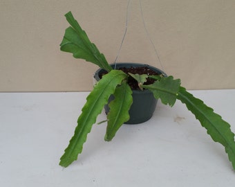 Climbing Shell Vine Vigna Caracalla Corkscrew by PetricksPlants