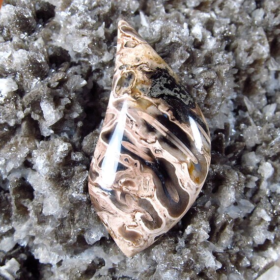 Petrified Indonesian Birdseye Palm Root Designer Cut Cabochon