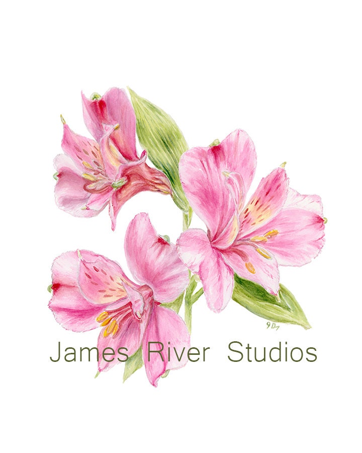 Lily Art Print Lily Painting Lily Print Lily by JamesRiverStudios