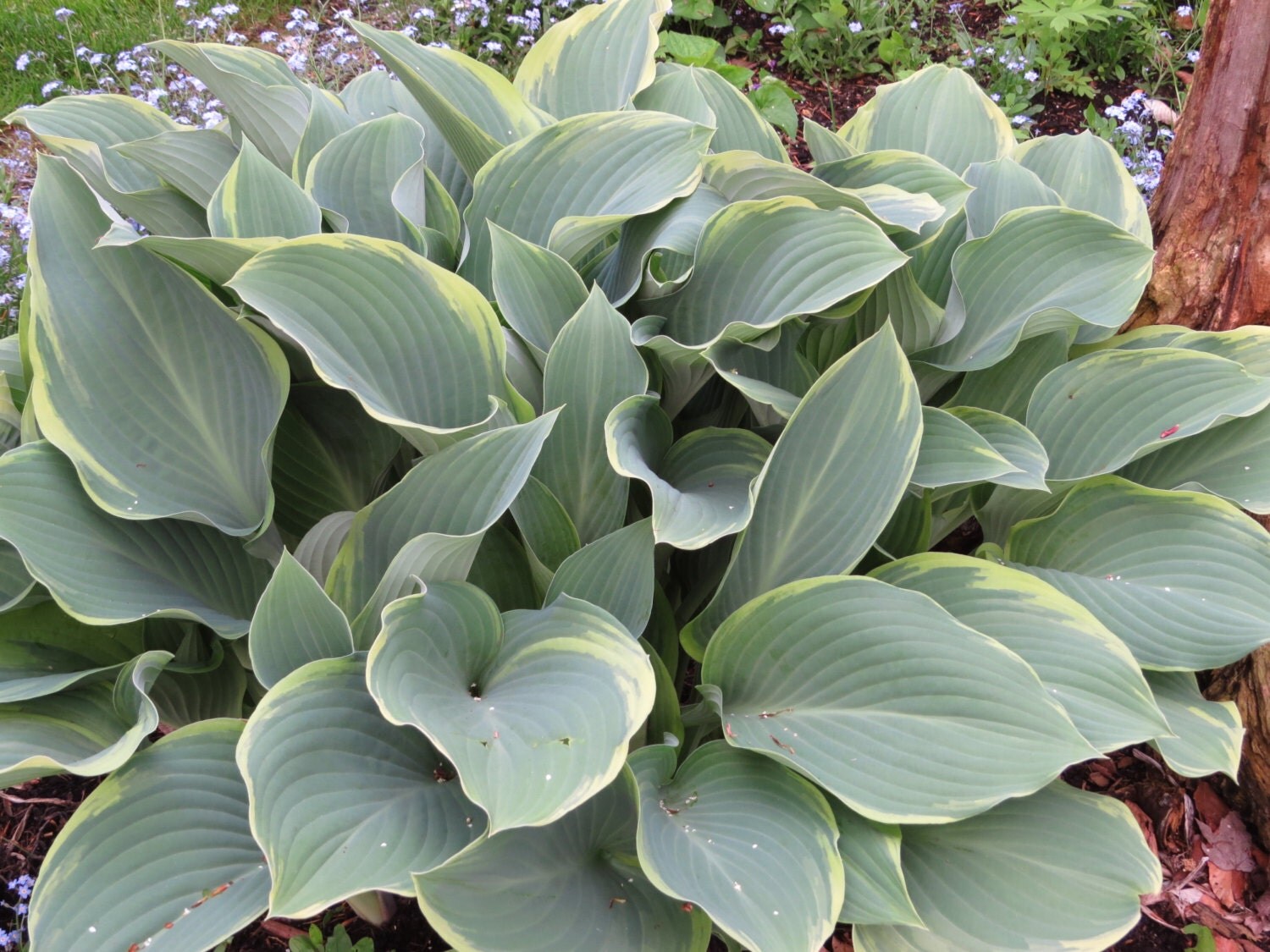Hosta Hosta Regal Splendor perennial plants