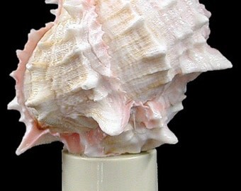 Seashell light | Etsy