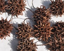 Popular items for seed pods on Etsy