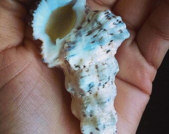 Unique seashell pipe related items | Etsy