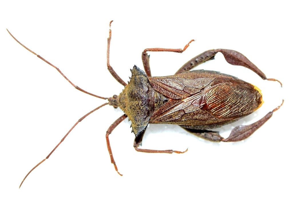 Hemiptera Insects