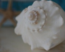 Popular items for seashell knobs on Etsy