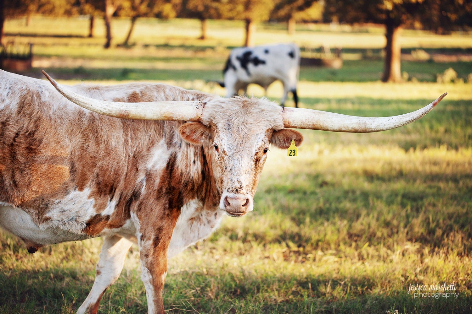 Texas Longhorn Longhorn Print Animal Print Animal