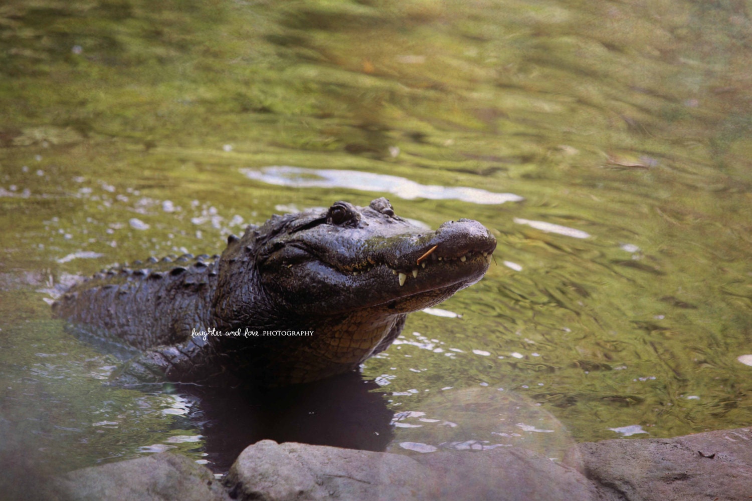 Alligator Smile Photo Gator Photography Florida Reptile