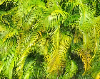 Palm tree photograph | Etsy