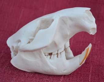 Real animal skull | Etsy