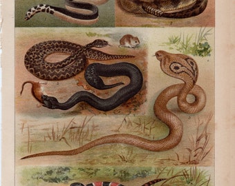 Vintage snake print | Etsy