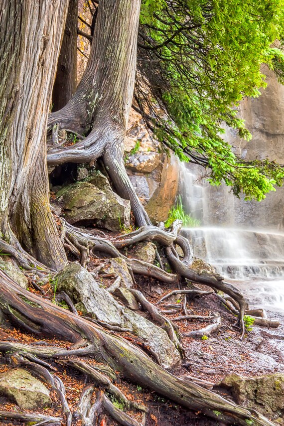Items similar to Tree Root Nature Photography, Rustic Cedar Tree Roots ...