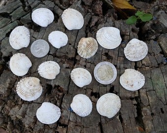 Natural sea shells | Etsy