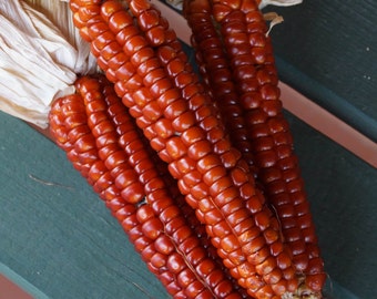 Heirloom corn | Etsy