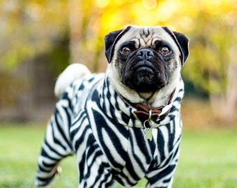 Dog zebra costume | Etsy