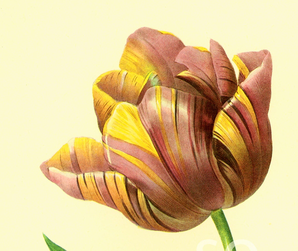 Tulip P.J Redoute Botanical French Antique Print Wall Art To