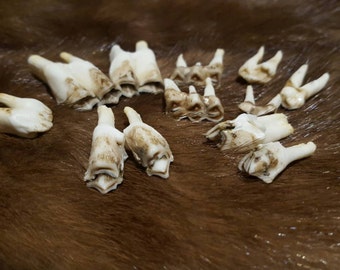Items similar to Deer teeth dangle on Etsy