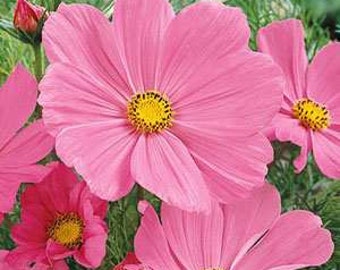 Purple Attraction Statice Flower by MyFlowerGrounds on Etsy