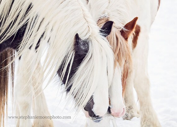 Gypsy Vanner Horse Portrait in Snow Horse in Snow