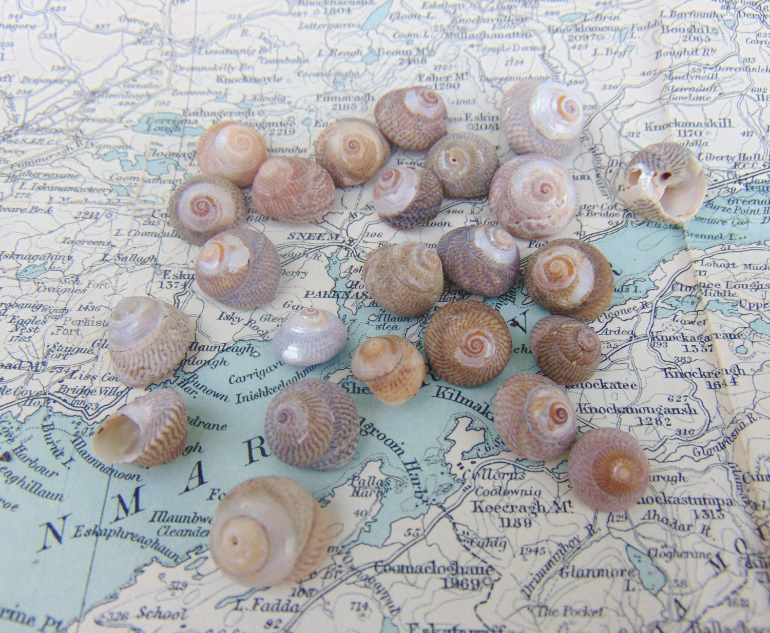 Irish Sea Shells Natural Seashells Beach Shells from Ireland