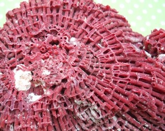 Unique seashell pipe related items | Etsy