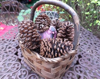 Tree seed pods | Etsy