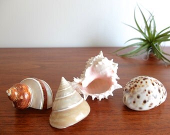 Seashell Art Blue Seashell Prints Antique Seashell