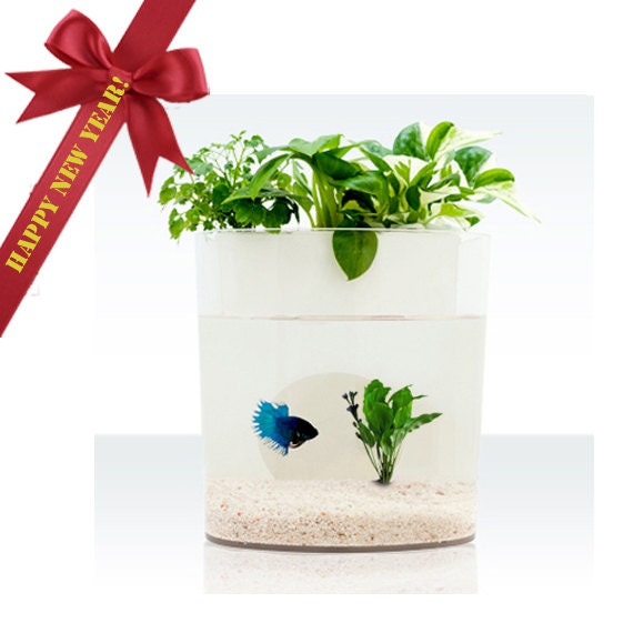 A Dialogue Between Flowers and Fish Aquarium Planter, fish tank, plant ...