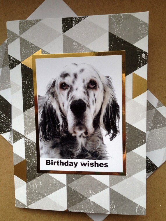 English Setters Dog Happy Birthday Meme