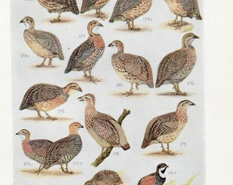 Quail wall art | Etsy