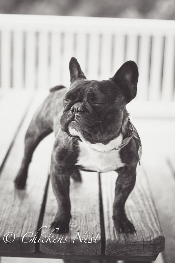 Items similar to Frenchie Attitude No. 1, Not listening, Frenchie ...