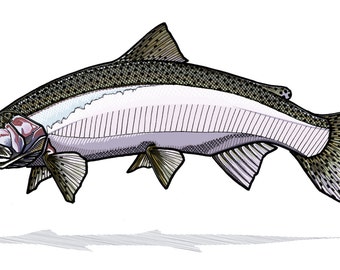 Steelhead art | Etsy