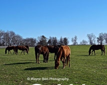 Unique pasture scenes related items | Etsy
