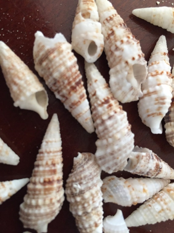 70 Cerith Shells Jewelry Making Bulk Seashells Craft Supply